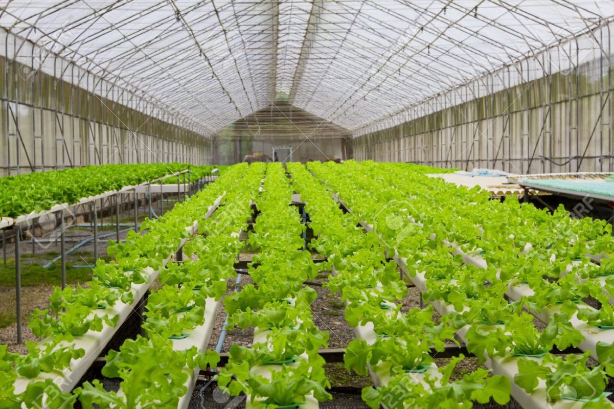 commercial-hydroponics-and-greenhouse-setup-in-dubai-uae – Hydroponics ...