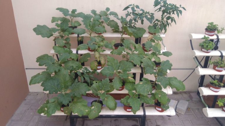 Hydroponics Systems For Schools – Hydroponics Systems for Home, School ...