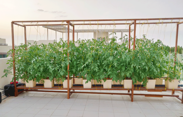 Dronii Dutch Bucket System – Garden/Rooftops/Farms – 10 Buckets Setup ...