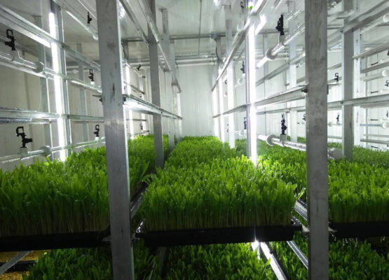 GreenOponics Integrated Farm, RAK | Hydroponics Farm – Hydroponics ...