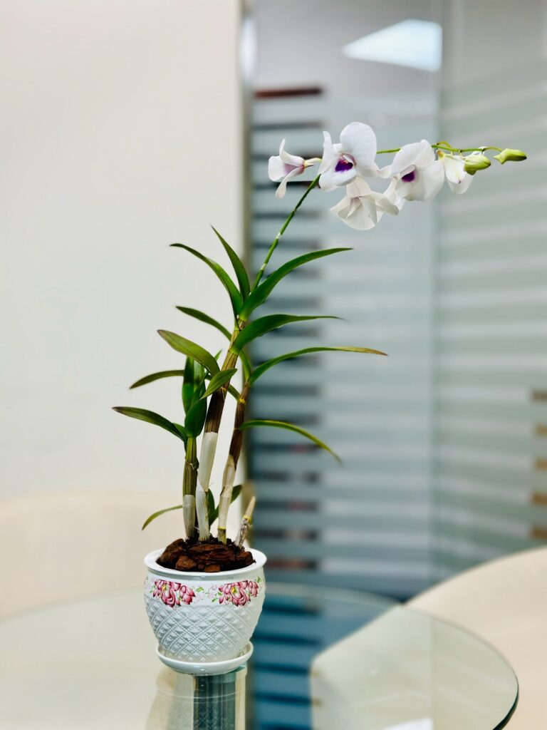 Elegant Orchid Trio – Perfect for Every Space – Hydroponics Systems for ...